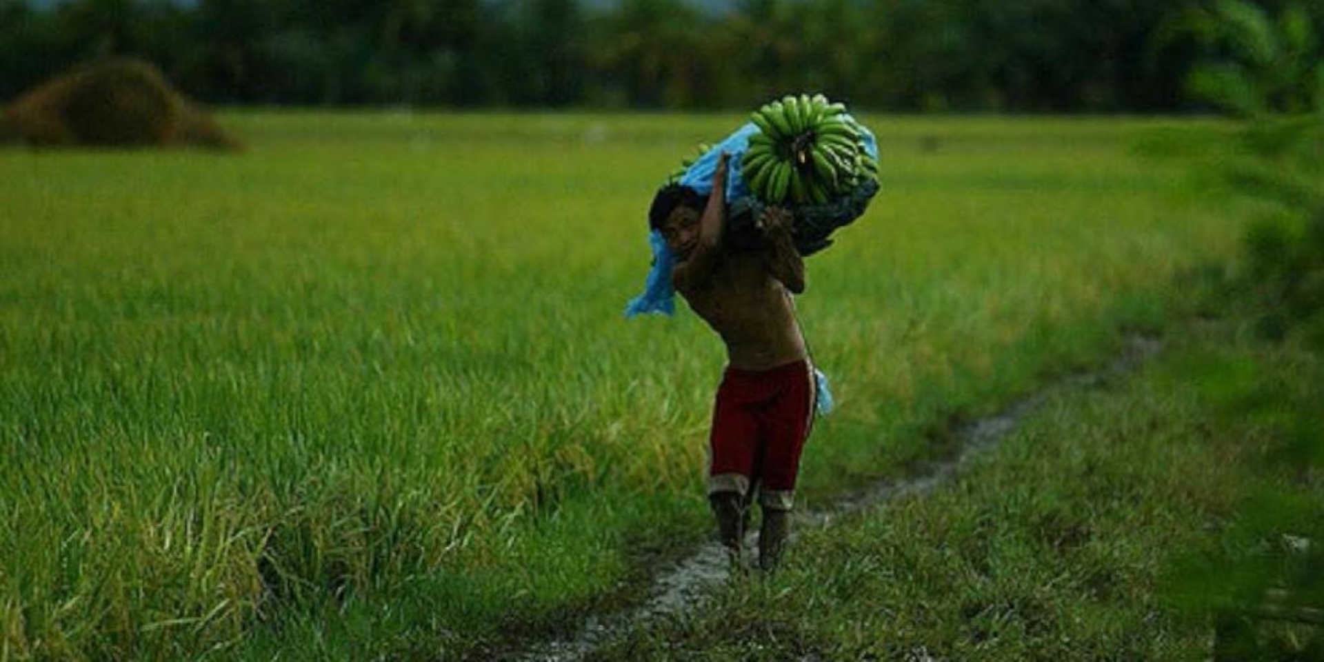 ‘Brutal treatment’ of PH banana farmers featured in global campaign to ...